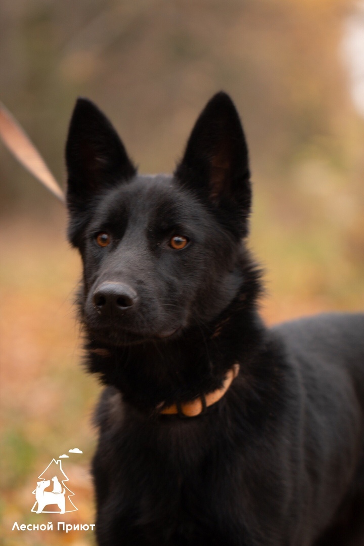 Пес Киану 🐕 из приюта в заботливые руки — 4 года, активный, мальчик